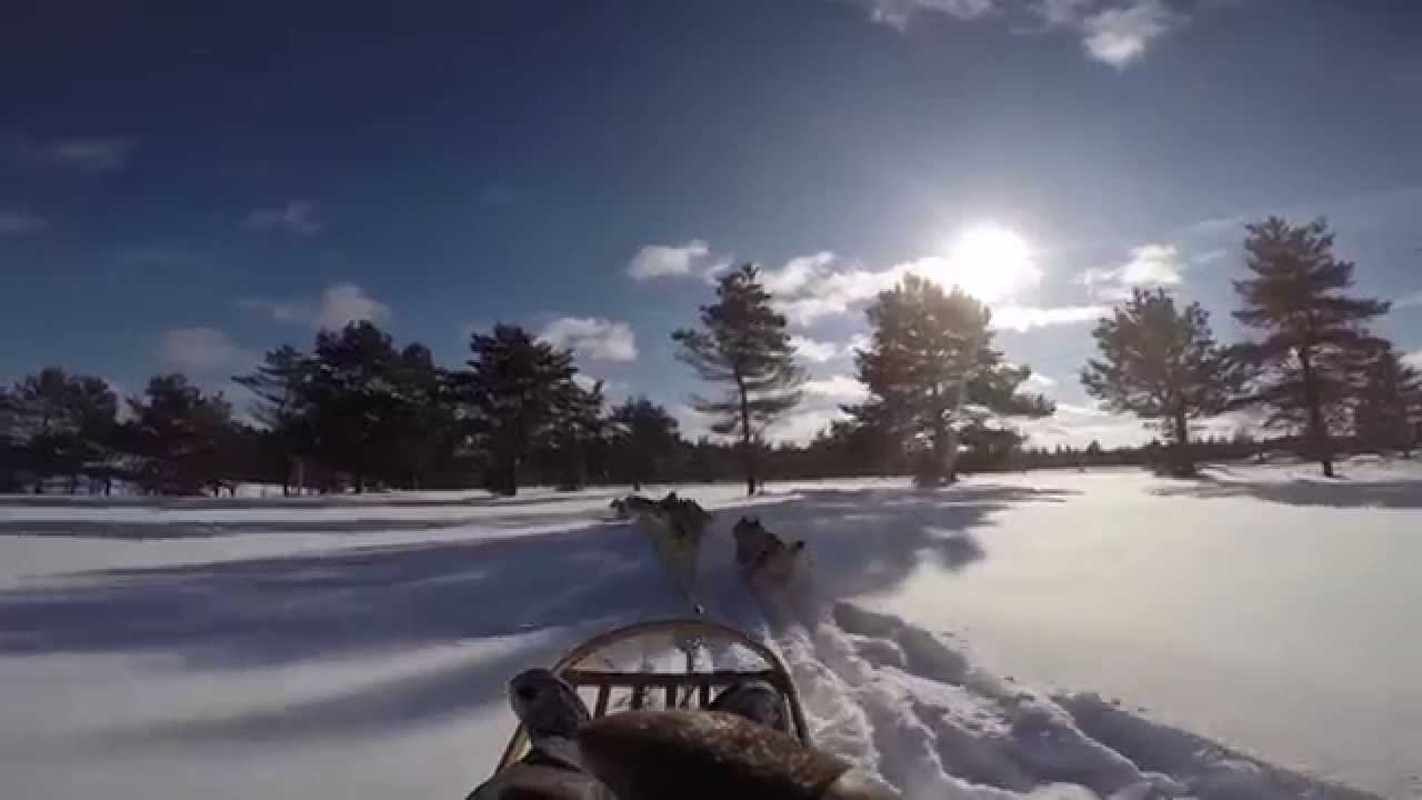 Official Dog Sledding Trailer - 'Field Studies' - YouTube