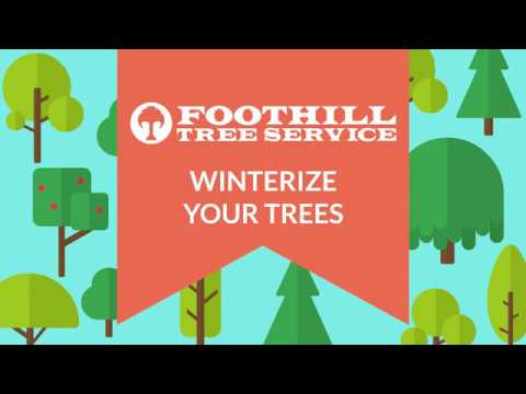 Winterize Your Trees! - YouTube
