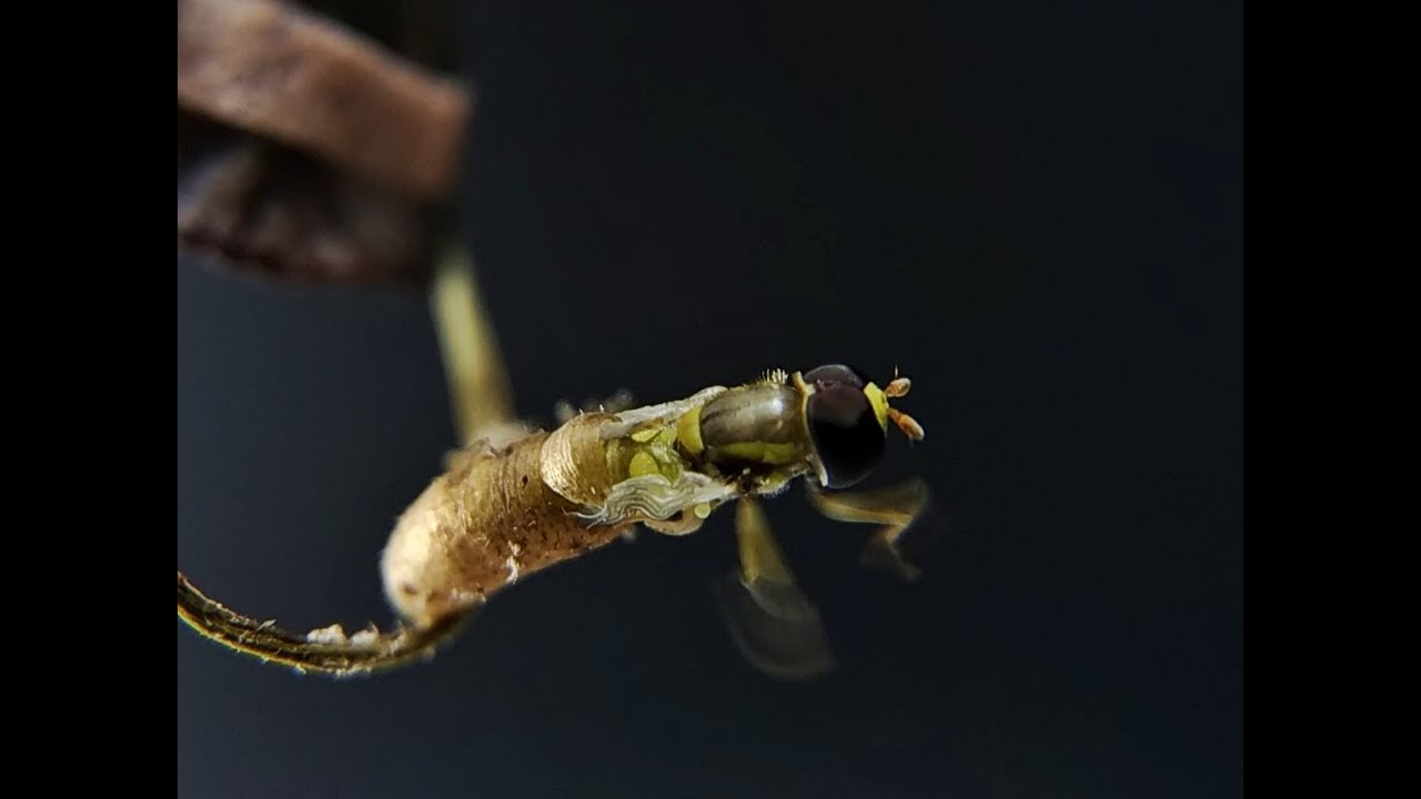 【短刺蚜蠅syrphidae/Syrphid fly larva and adult/Flower flies】 - YouTube