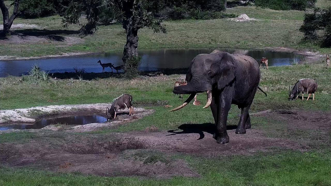 The History Of Tembe - YouTube