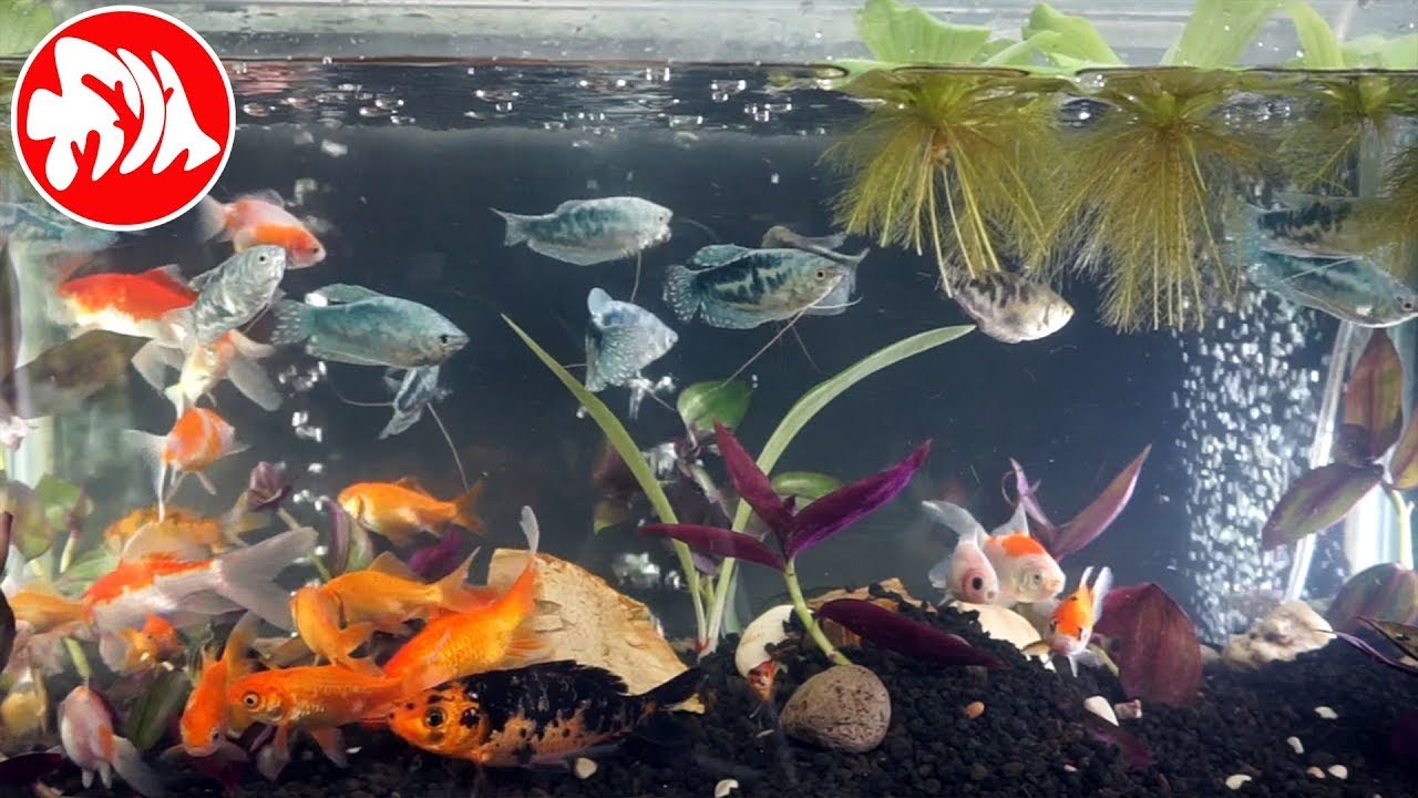 Ikan Sepat Biru dan Ikan Pedang Merah di Aquarium | FAUNA KITA - YouTube