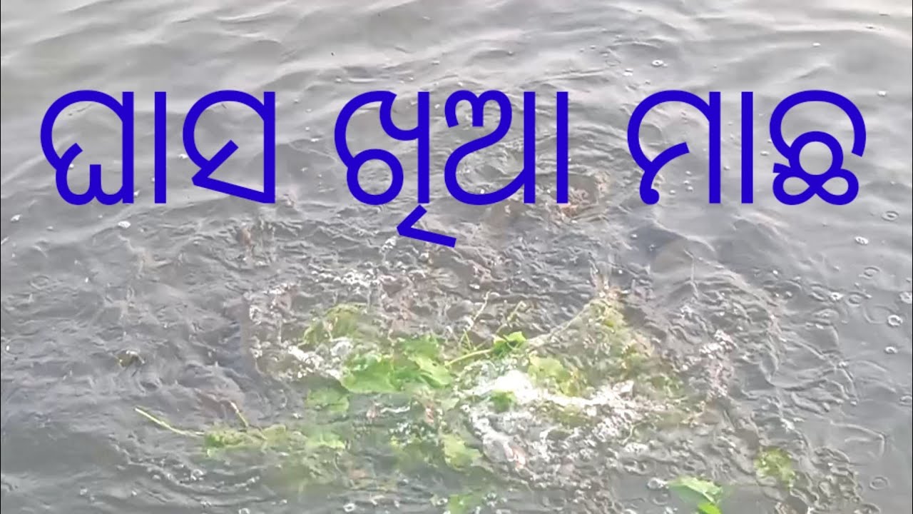ମାଛ କେମିତି ଖାଉଛନ୍ତି ଘାସ ଓ ଲାଟୀ || ghasa khia macha|How to start pond ...