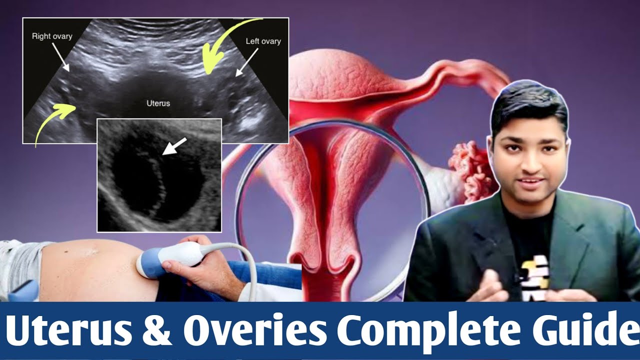 Complete Guide to Uterus and Ovaries Ultrasound for Beginners by Dr Ali ...