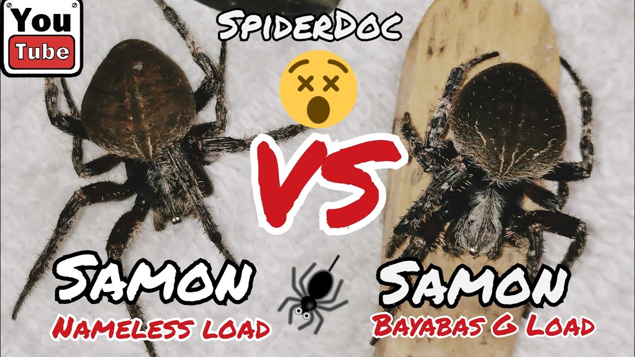 SAMON vs SAMON. 3 ROUNDS Loaded Spider Fight ft. Kadagit. Bukuran ...