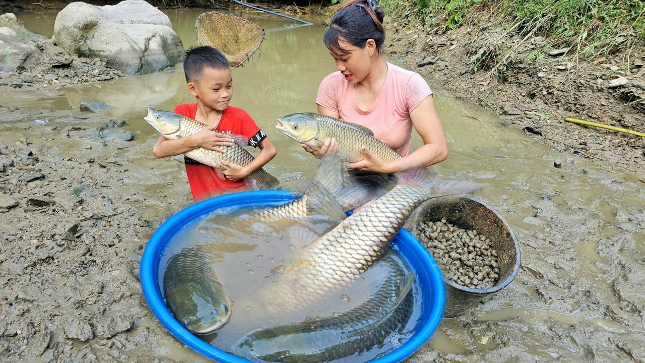 The process of catching giant fish in ponds and bringing them to the ...
