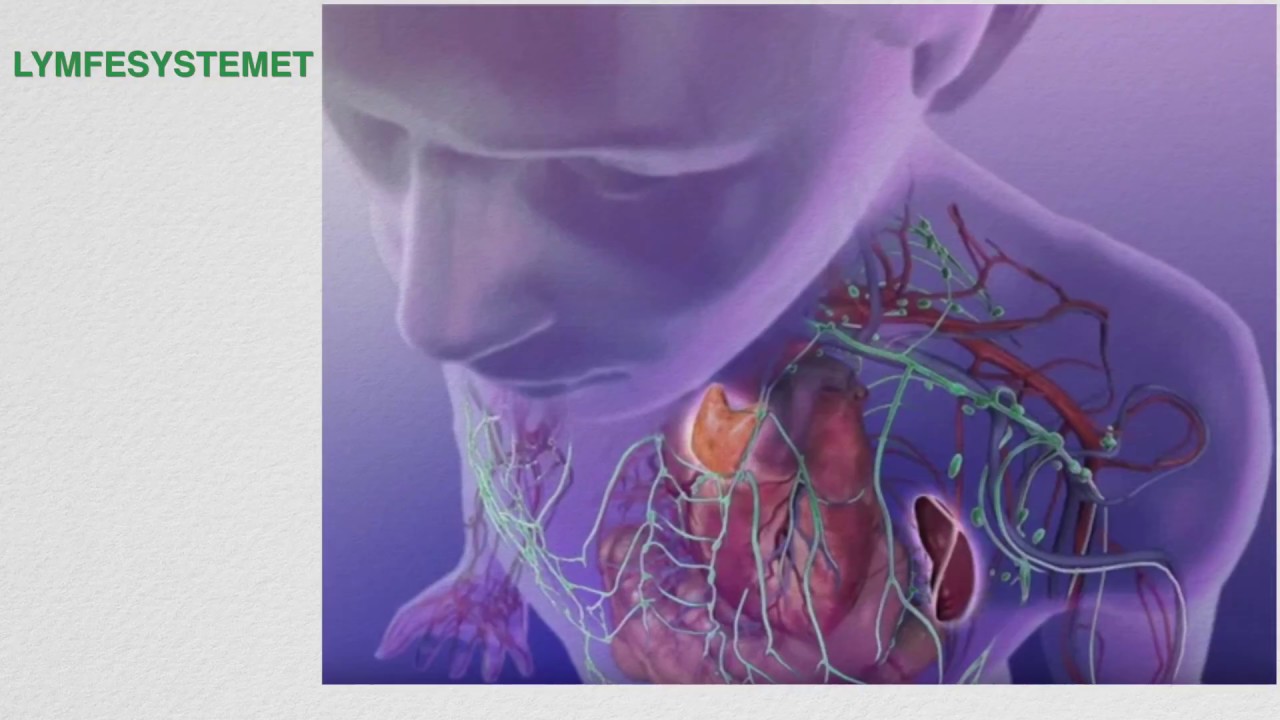 Lymfesystemet på 60 sekunder - YouTube