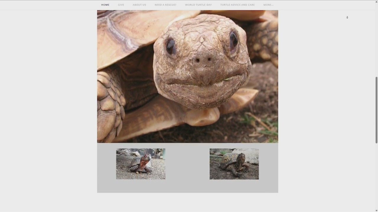 SHELLabrate National Turtle Day with this new book! - YouTube