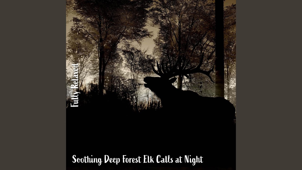 Soothing Deep Forest Elk Calls at Night, Pt. 1 - YouTube