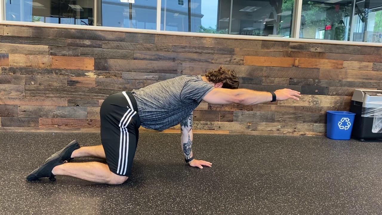 Quadruped Hip Extension Progression Youtube