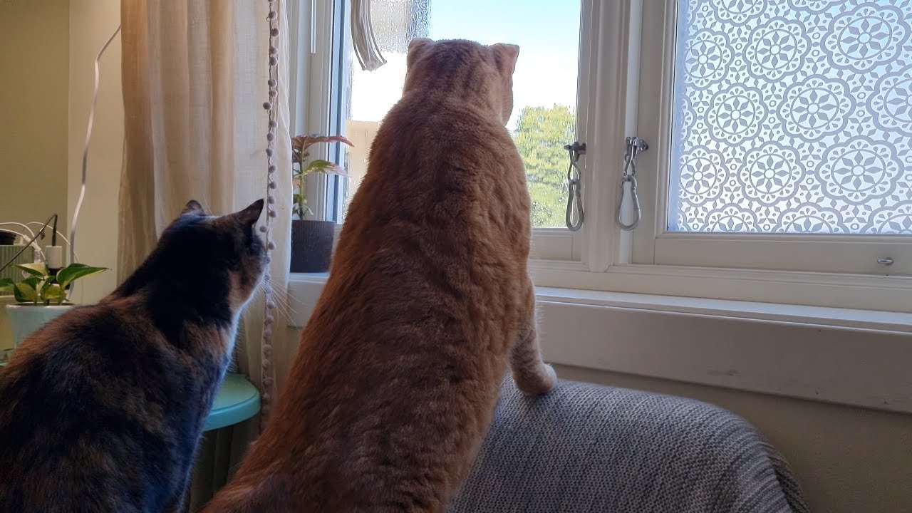 Window washing scary for cats - YouTube