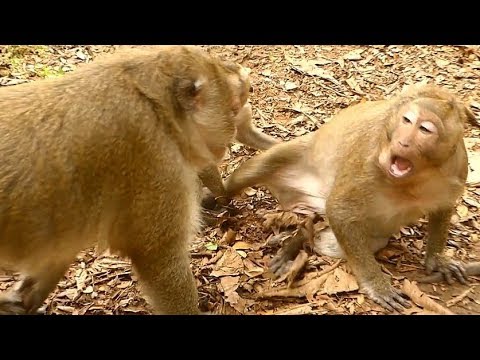 Pity Sweet Pea Monkey Screaming Loudly| Sweet Pea Doing On King A Chap ...