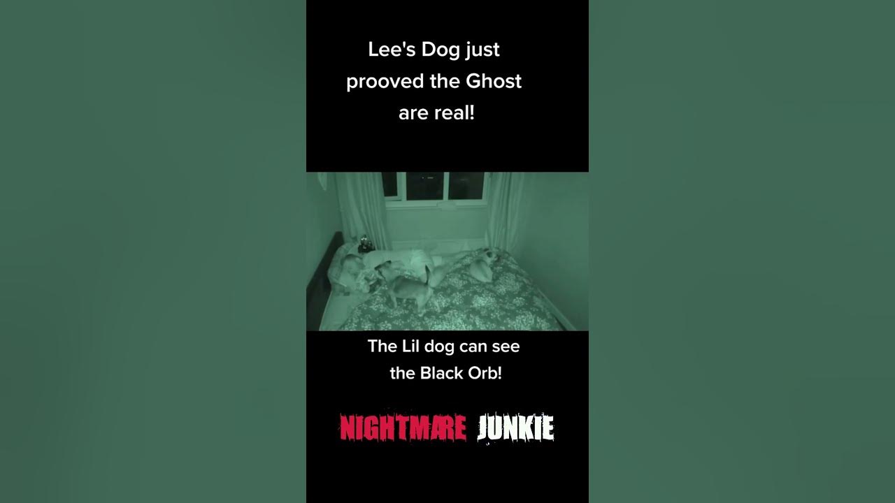 👻Dog Proves Ghost Are Real: Incredible Dog Footage Proves Ghosts Exist ...