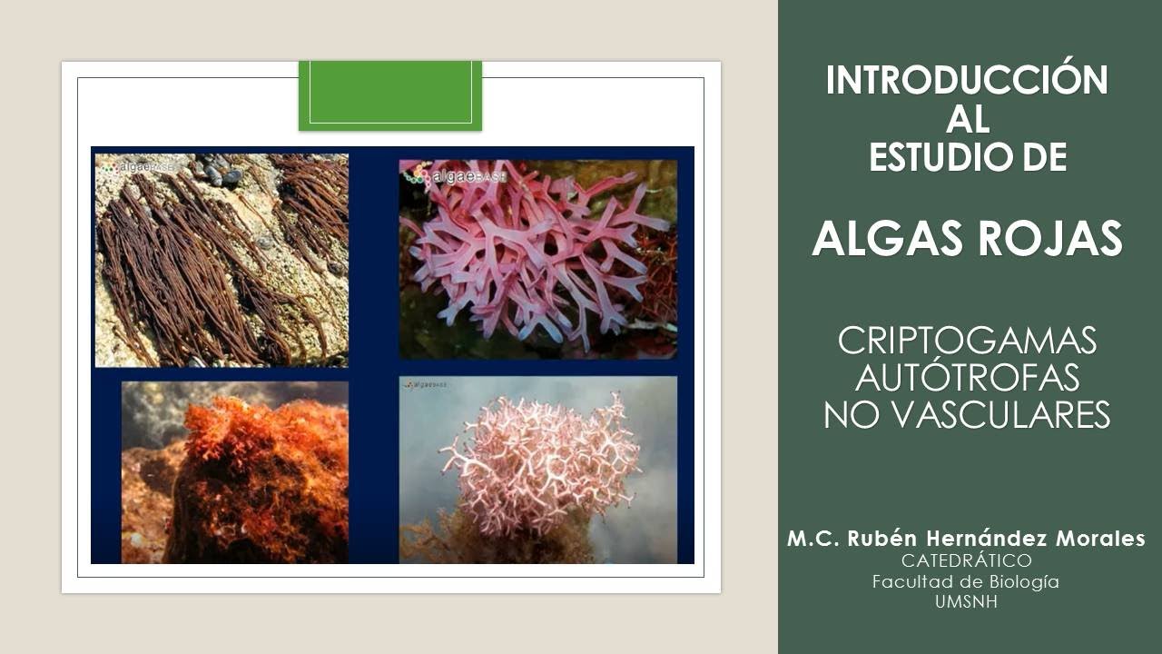 Algas Rojas (Rhodophyta) - YouTube