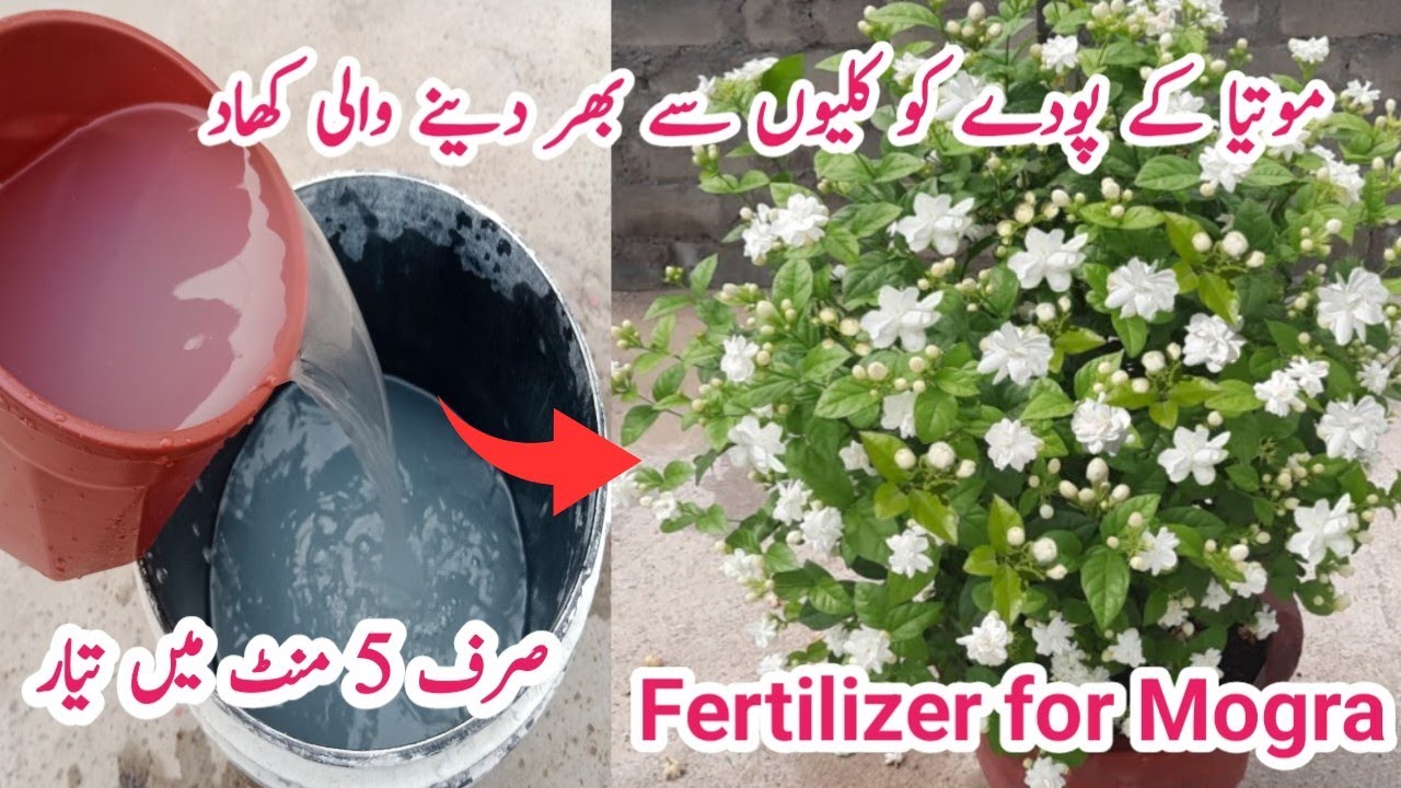 The best natural fertilizer for white flowers and vegetables | Milk ...