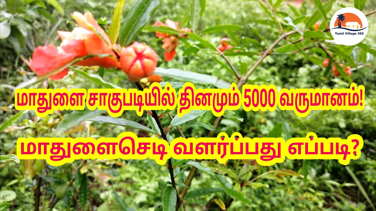 மாதுளை சாகுபடி | Pomegranate Cultivation | Tips For Growing ...