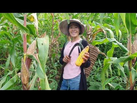 nas noj noj pob kws li ces wb muab ntais coj mus pub qaib pub os nawb - YouTube