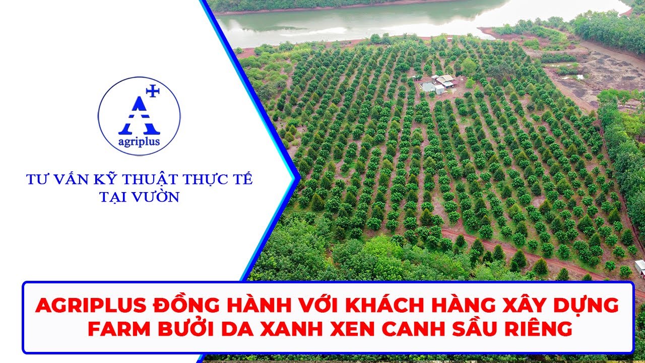 Agriplus đồng hành với khách hàng xây dựng farm bưởi da xanh xen canh sầu riêng - YouTube