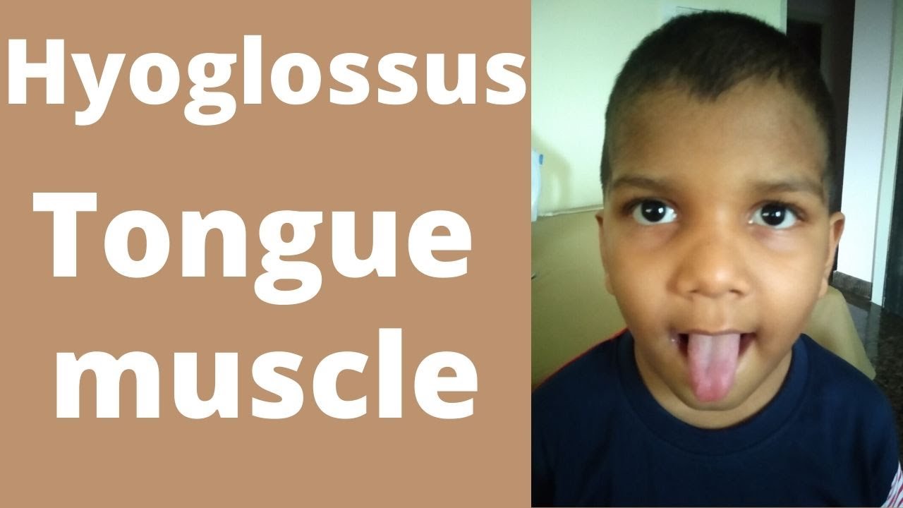 Hyoglossus | Muscles of Tongue | Muscles of Tongue and their actions ...