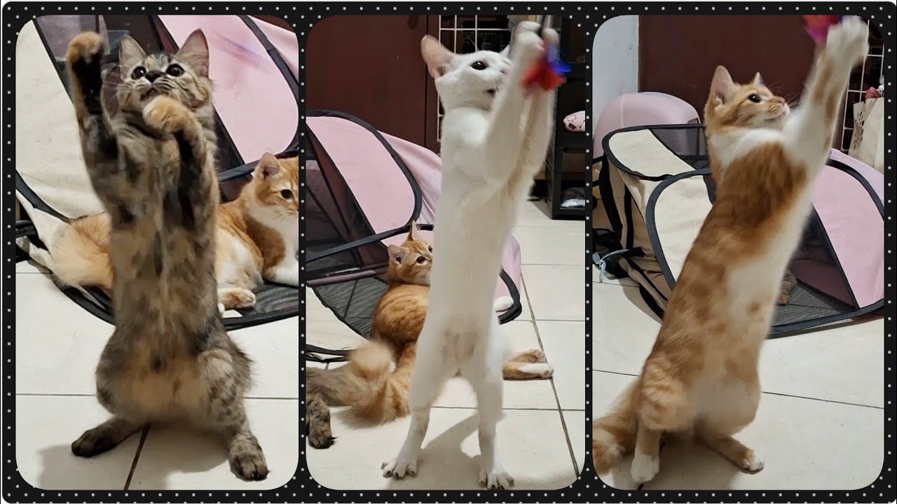 @cc.cutecats FUNNY KITTENS : Having Fun With A Cat Teaser #cat #kitten ...