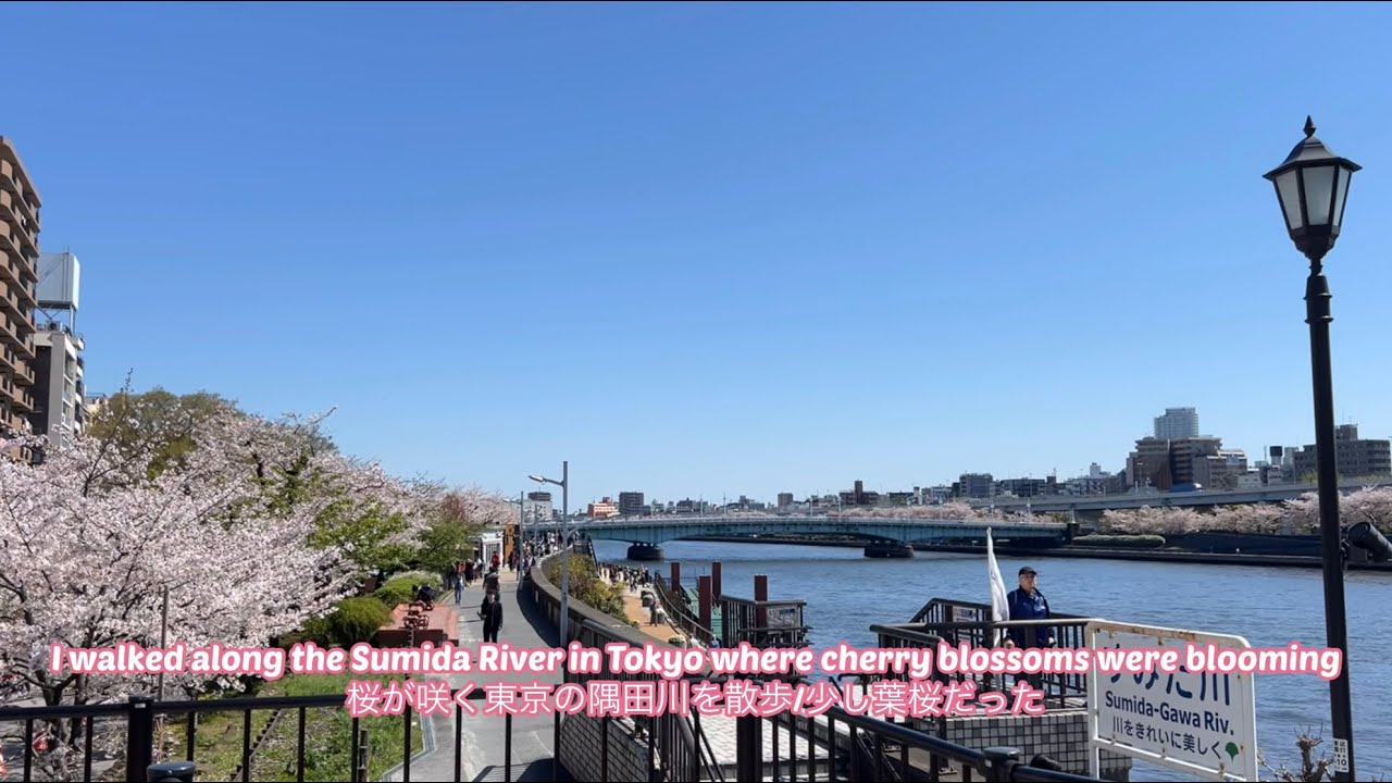 桜が咲く東京の隅田川沿いを散歩Let's take a walk along the Sumida River in Tokyo where ...