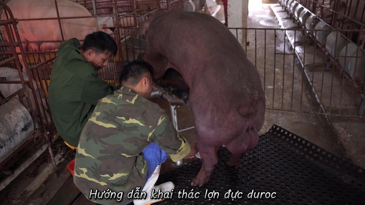 hướng dẫn khai thác tinh heo đực duroc - YouTube