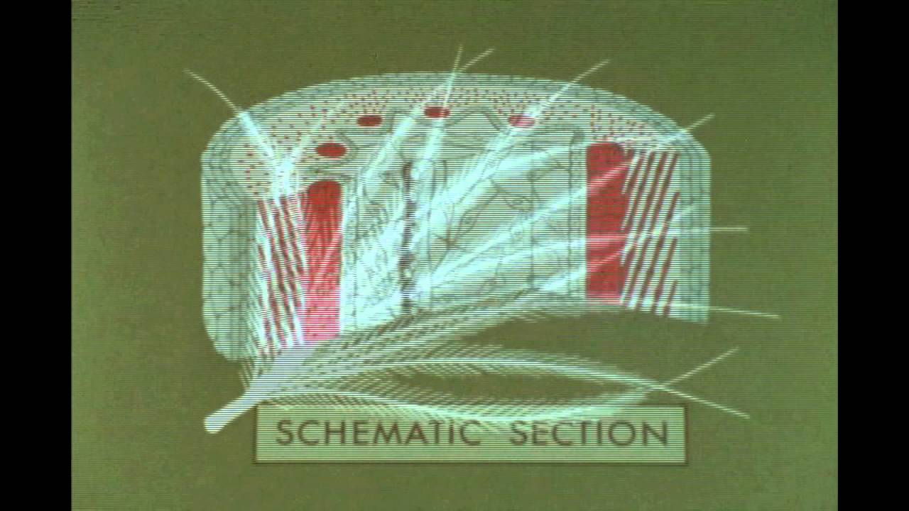 27B. Down Feather Development: Gallus domestics [sound] - YouTube