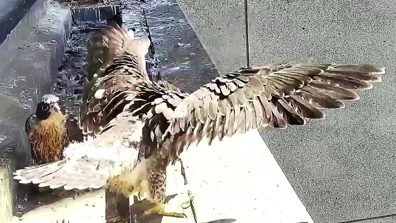 367 Collins Falcons~Great wingercises on the sims from the eldest~11:47 ...