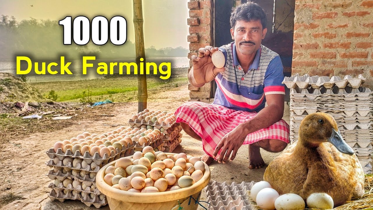 Old Duck Farm | Khaki Campbell Duck | নদীর ধারে হাঁস খামার - YouTube