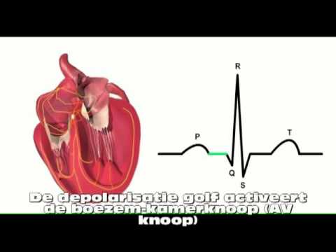 Het hart ECG - YouTube