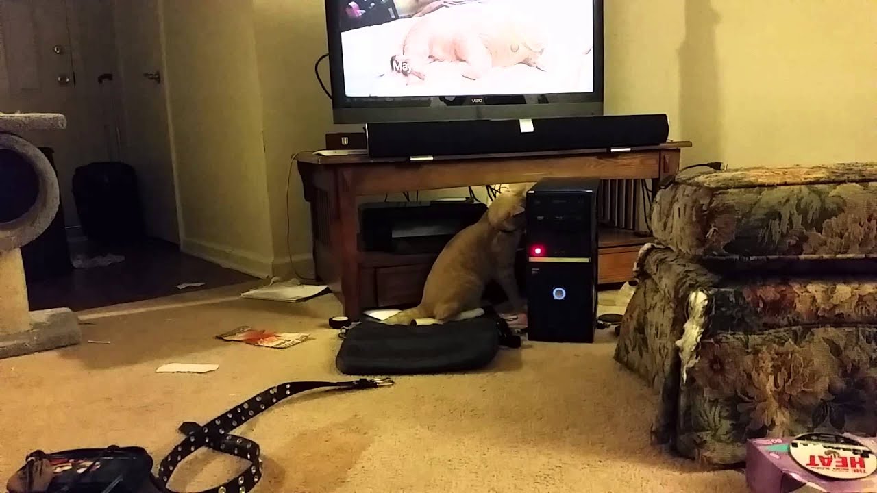 Dash Katt fixing my computer -- cat repair service - YouTube