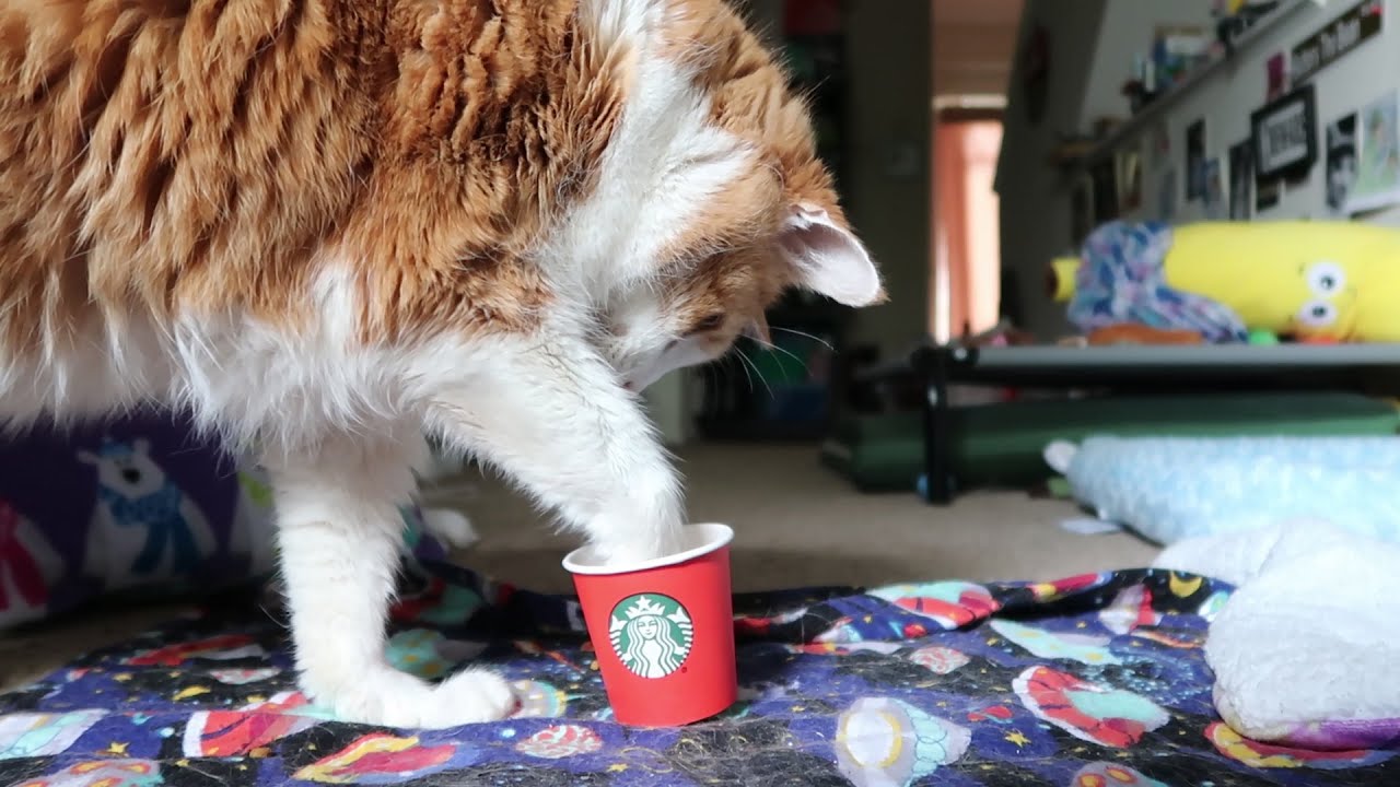 Cat Knocks Over Cup - YouTube