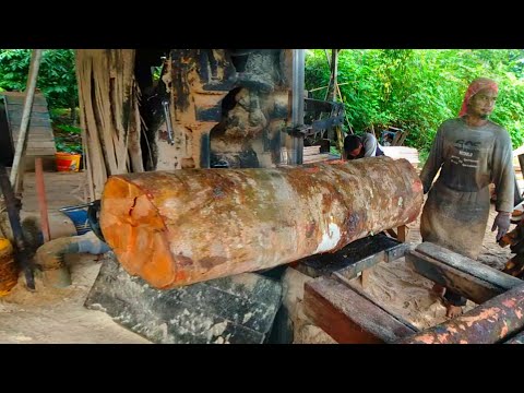 kayu jengkol vs kayu mahang sama lembut beda serat