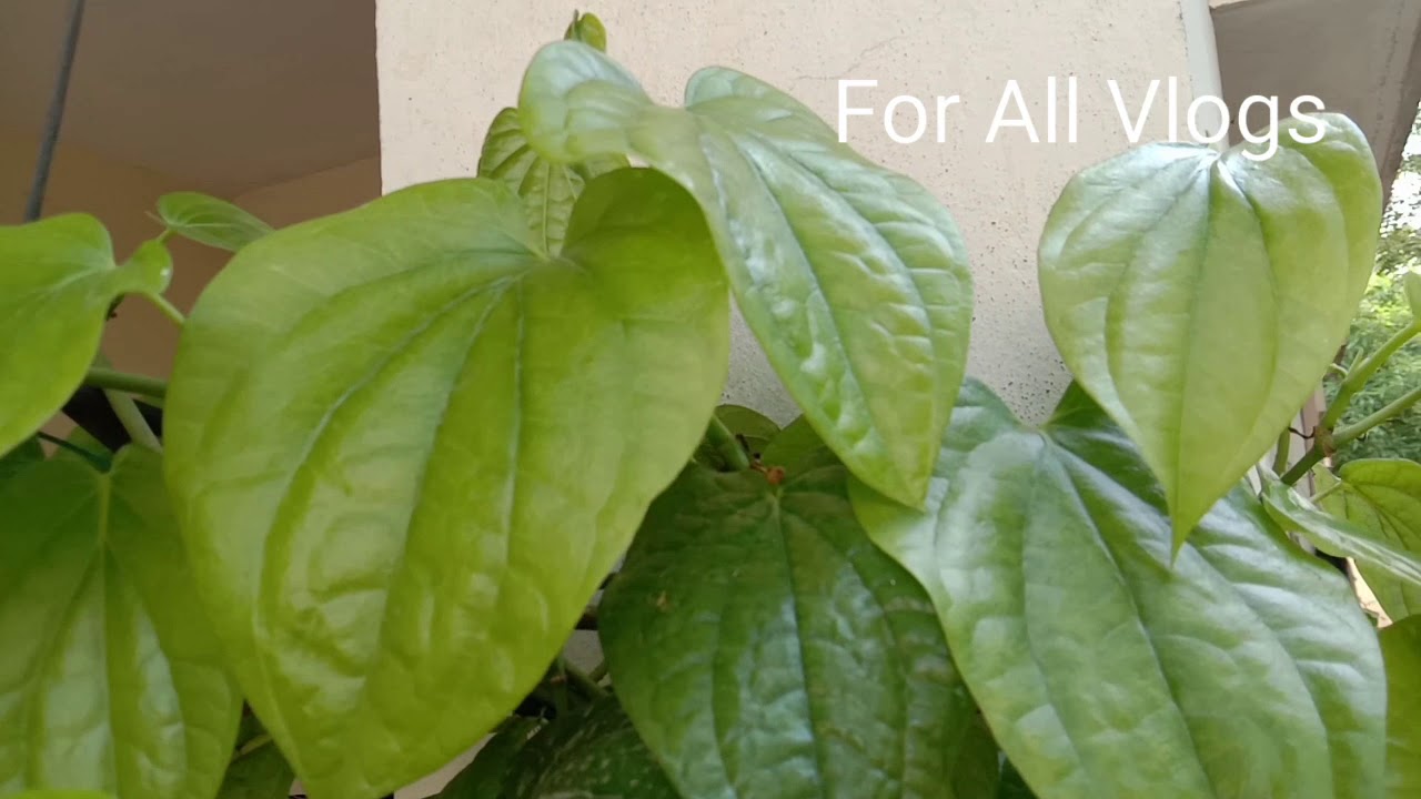 తమలపాకు తో ఆరోగ్య ప్రయోజనాలు /Tamalapaku uses in telugu/betel leaves ...