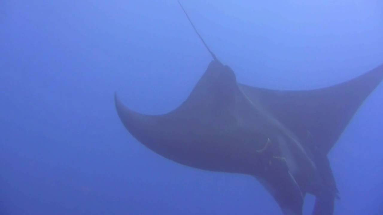 Os Amigos da Jamanta - YouTube