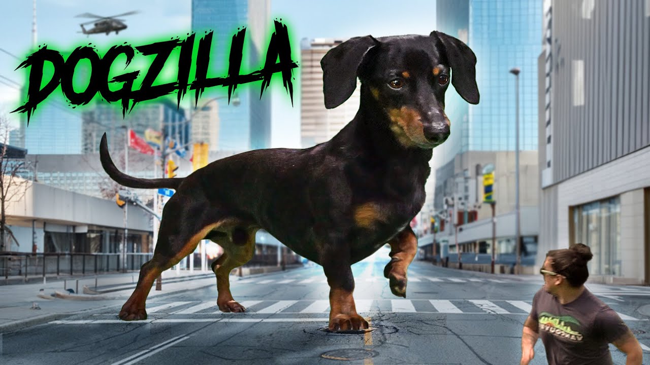 Ataque del perro salchicha gigante - Es... ¡DOGZILLA! - YouTube