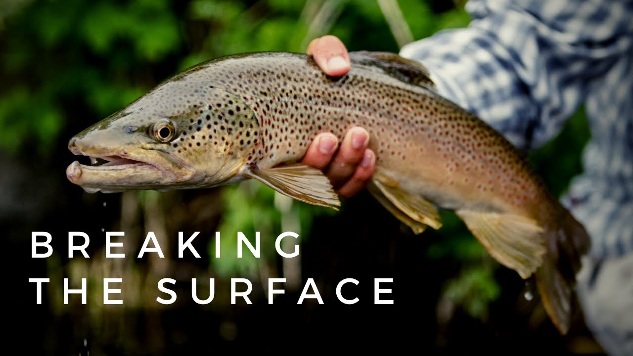 BREAKING THE SURFACE | Summertime Dry fly fishing - YouTube
