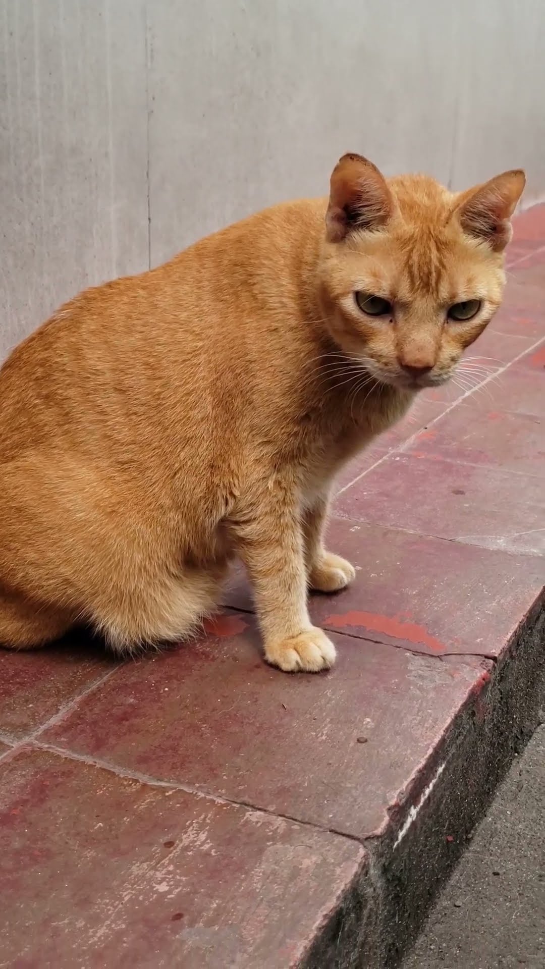 chonky angry orange cat - YouTube
