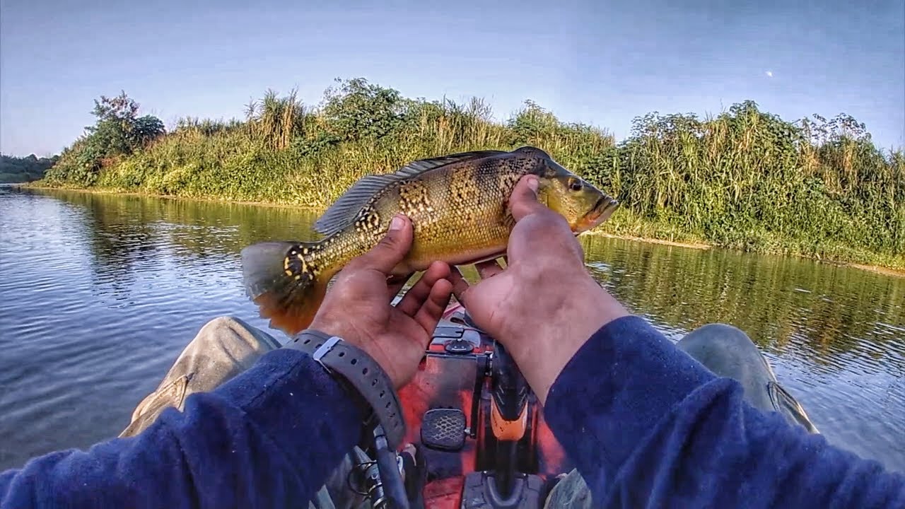 Pesca de Tucunares en Puerto Rico con mi Predator PDL Feat Fire (Los ...