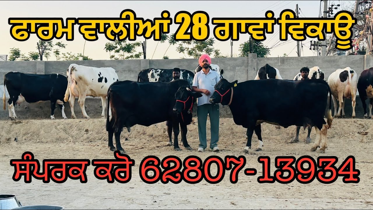 Top Breeds 28 Cows For Sale 📞 62807-13934 #cowforsale #hfcow #dairyfarm ...