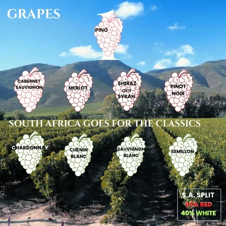 WINES OF SOUTH AFRICA Din20 2 - YouTube