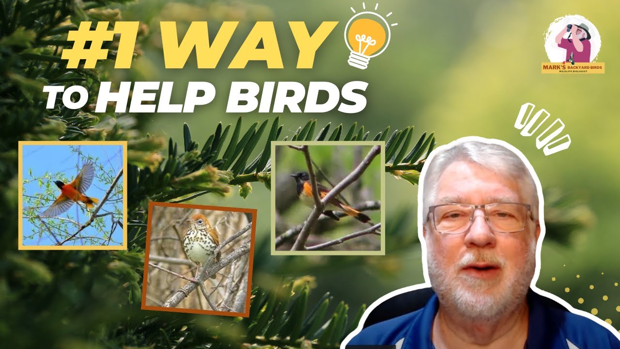 #1 Way You Can Help Birds - YouTube