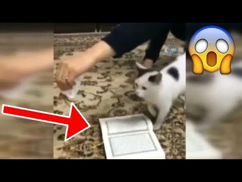 KEDİ KURAN-I KERİM'e  BASMIYOR !    (İBRETLİK VİDEO)