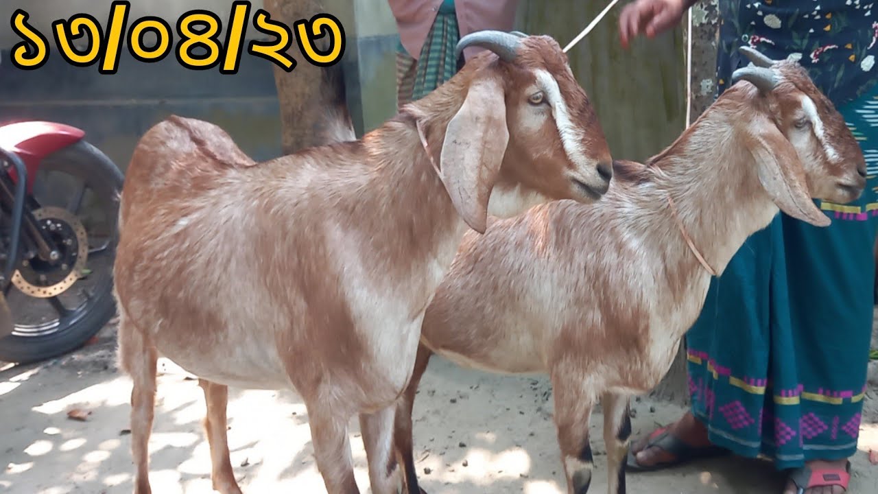 বৃহস্পতিবার ১৩ এপ্রিল ২৩ | খাসি ছাগল এর দাম জানুন | পঞ্চগড় হাট | Know ...