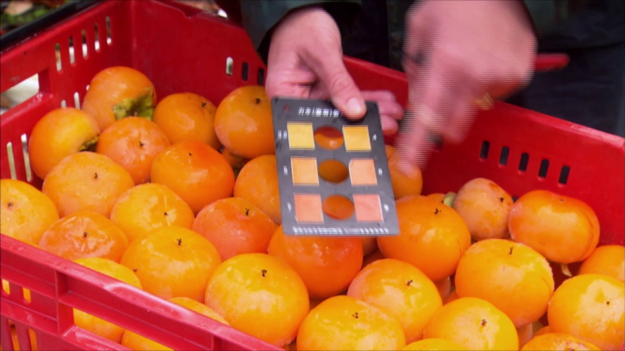 Persimmon Production in Northland - YouTube