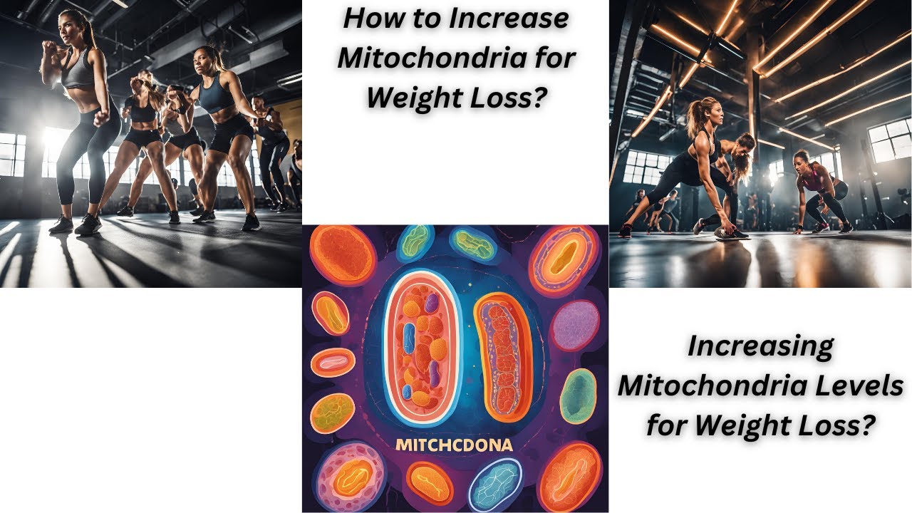How to Increase Mitochondria for Weight Loss? - Increasing Mitochondria ...