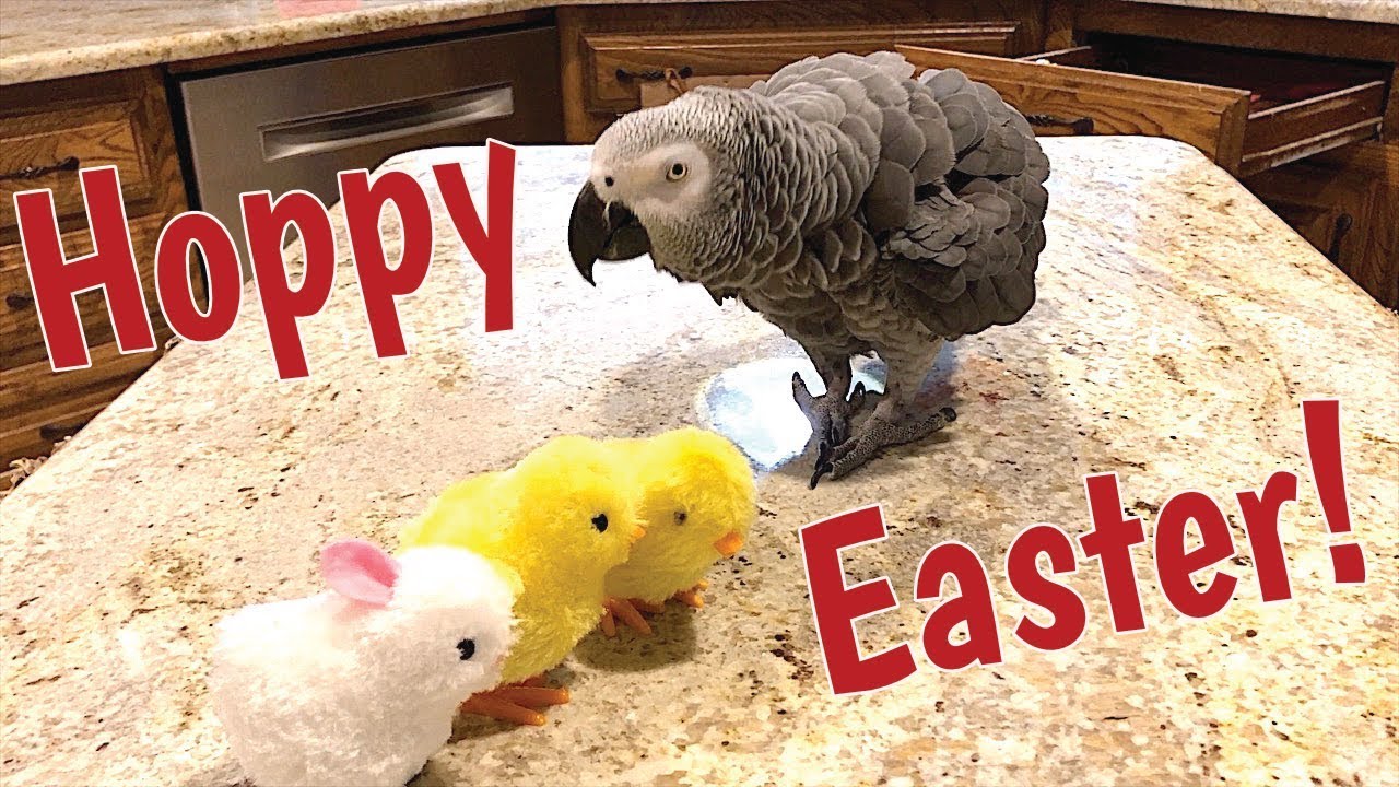 Einstein Parrot is having a Hoppy Happy Easter! - YouTube