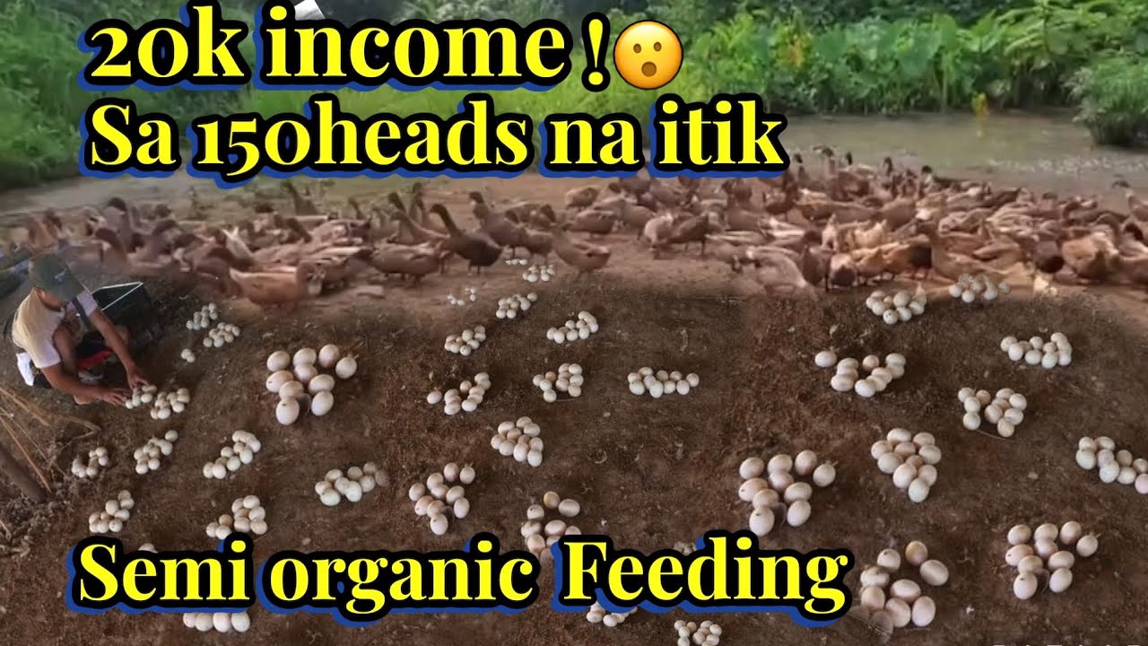 20k iNCOME sa 150HEADS na ITIK, SiME ORGANIC FEEDING | itik farm ...