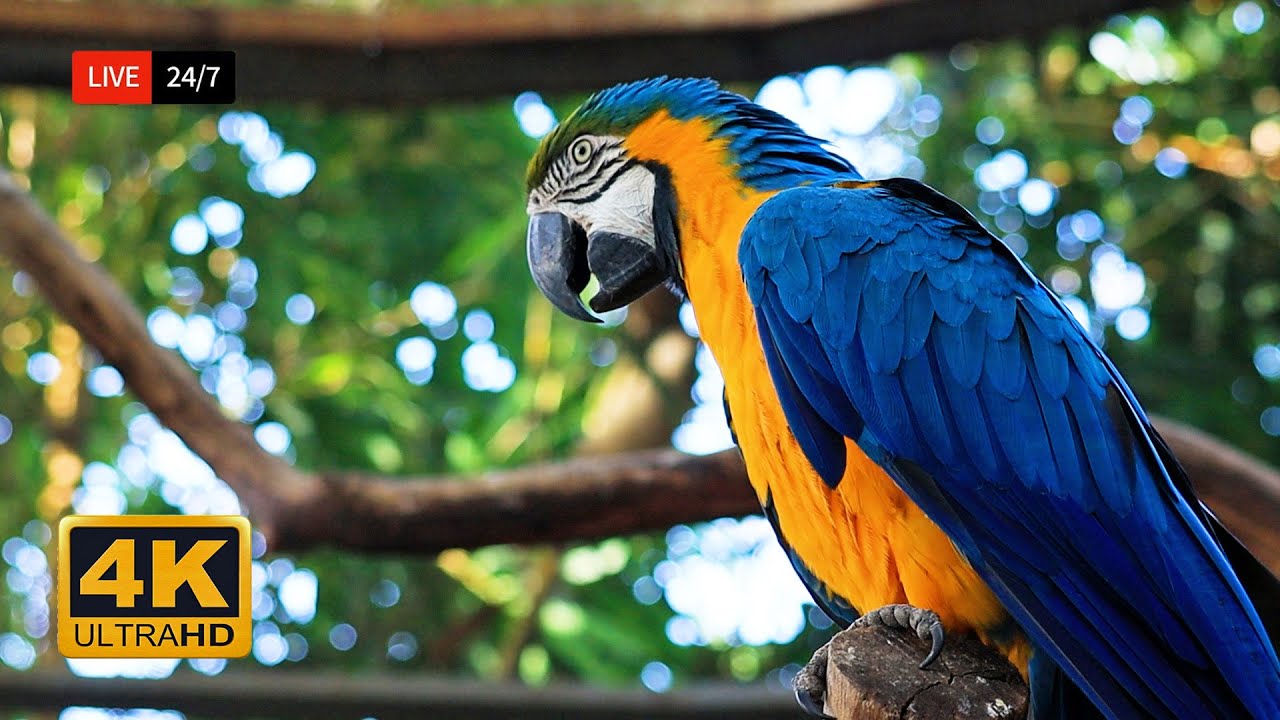 🌴 Live 24/7: Stunning Parrot in 4K Ultra HD | Relaxing Nature Stream ...