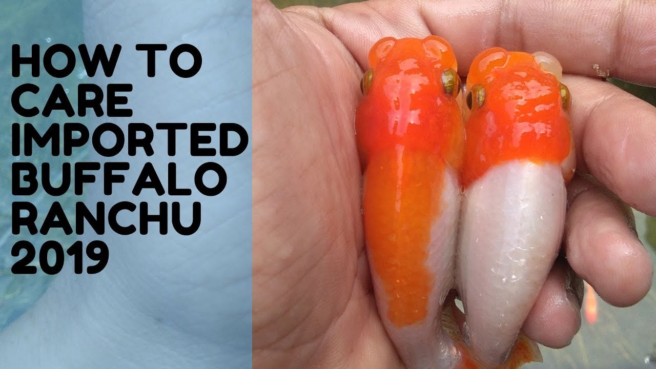 HOW TO CARE IMPORTED BUFFALO RANCHU GOLDFISH 2019 inspired by Dexter's ...