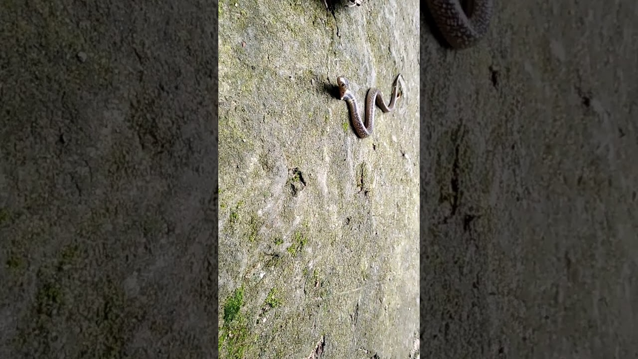 Naja Naja Gokhra Snake, Highly Venomous Indian Snake 2021 #shorts - YouTube